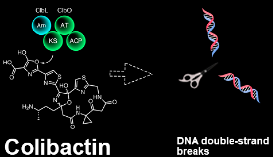 Can Bacteria Damage the DNA in our Gut? – Tumor Genetics Blog
